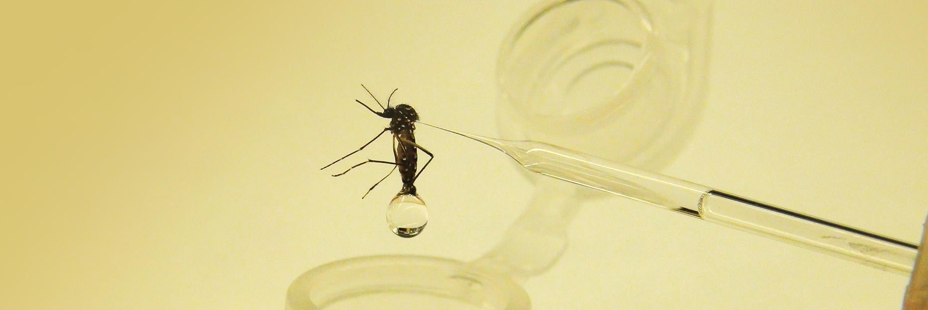 About CIDVR | Center for Infectious Disease and Vector Research